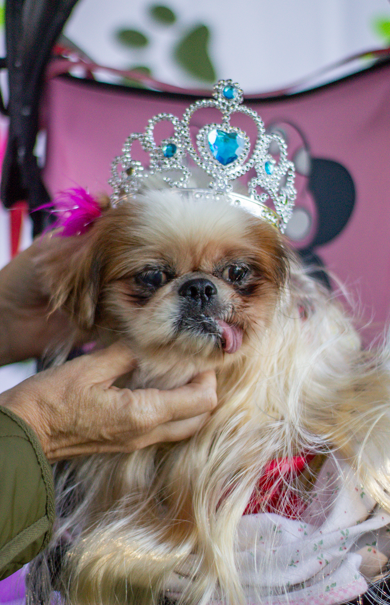 Humane Society Opens Walk 4 Paws Registration | News, Sports, Jobs ...